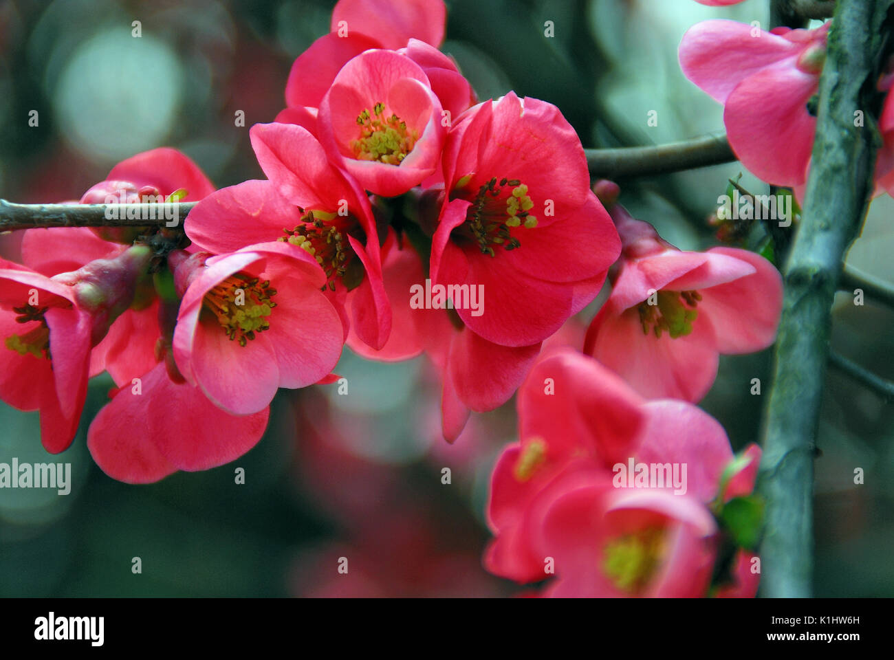 Cydonia japonica hi-res stock photography and images - Alamy