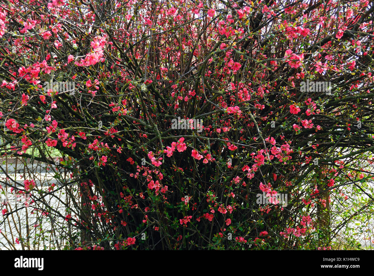 Cydonia japonica hi-res stock photography and images - Alamy