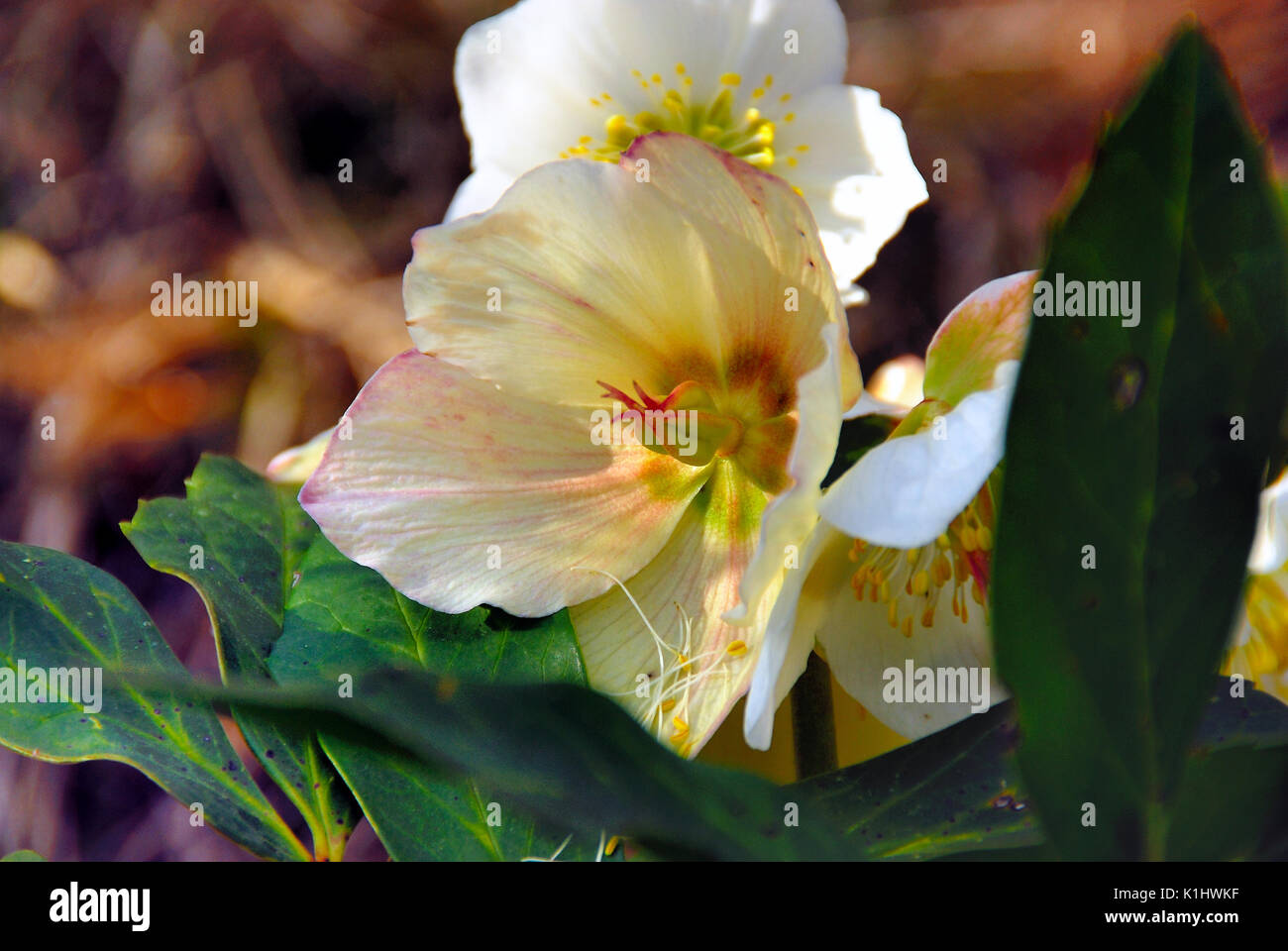 Lenten Roses High Resolution Stock Photography and Images - Alamy