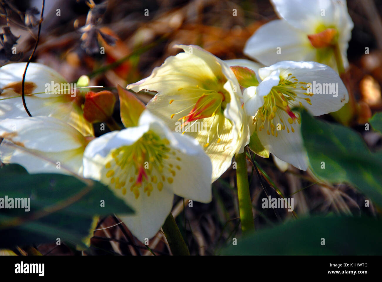 Lenten Roses Hellebores High Resolution Stock Photography and Images ...