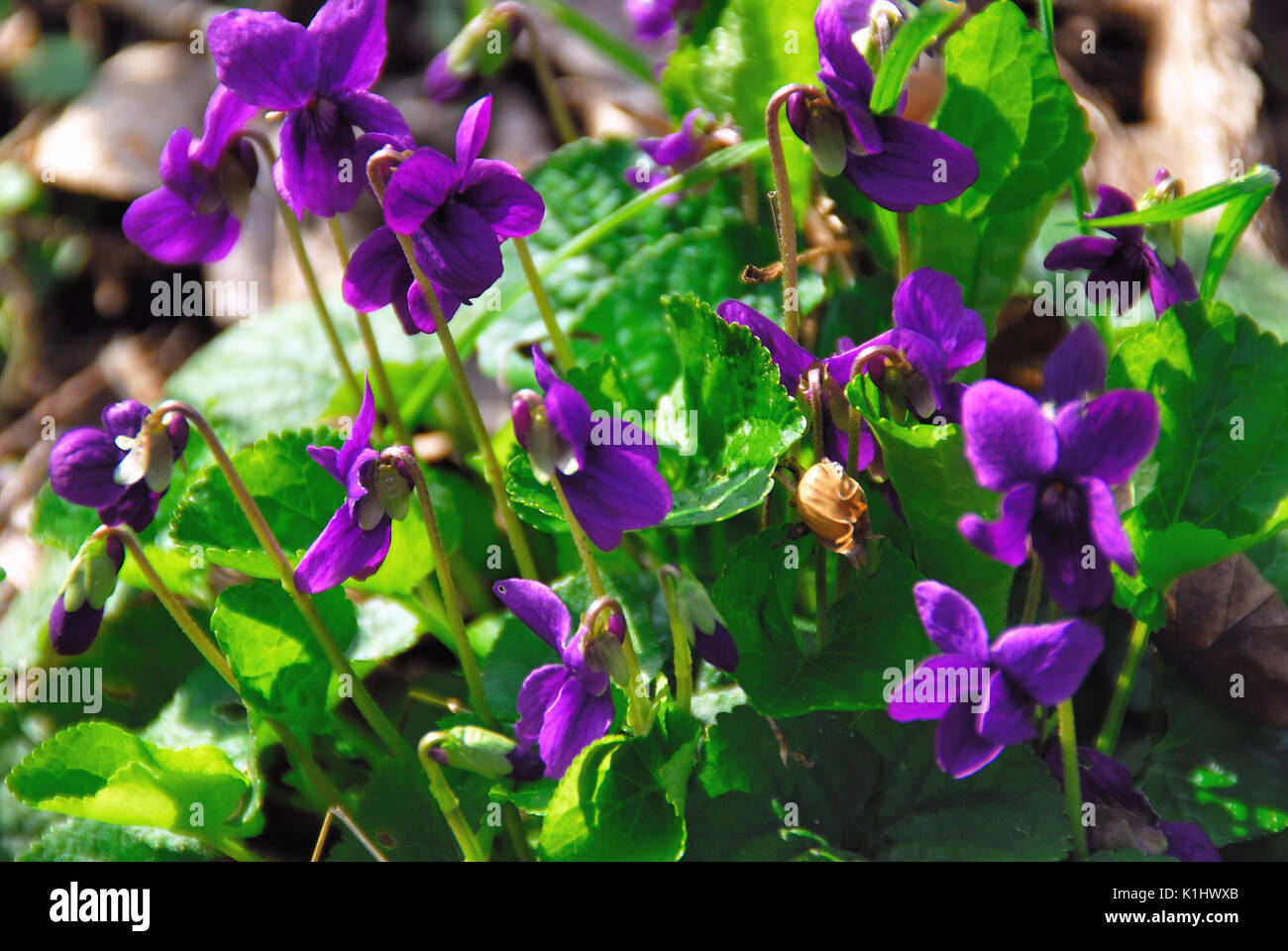 Wood Violets Stock Photos & Wood Violets Stock Images - Alamy