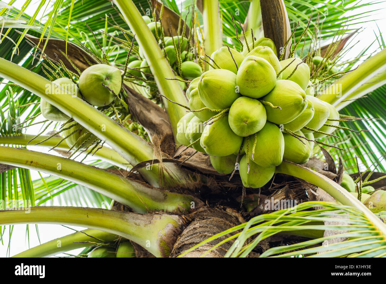 Coconut cluster on Tree and bright sky background Stock Photo - Alamy