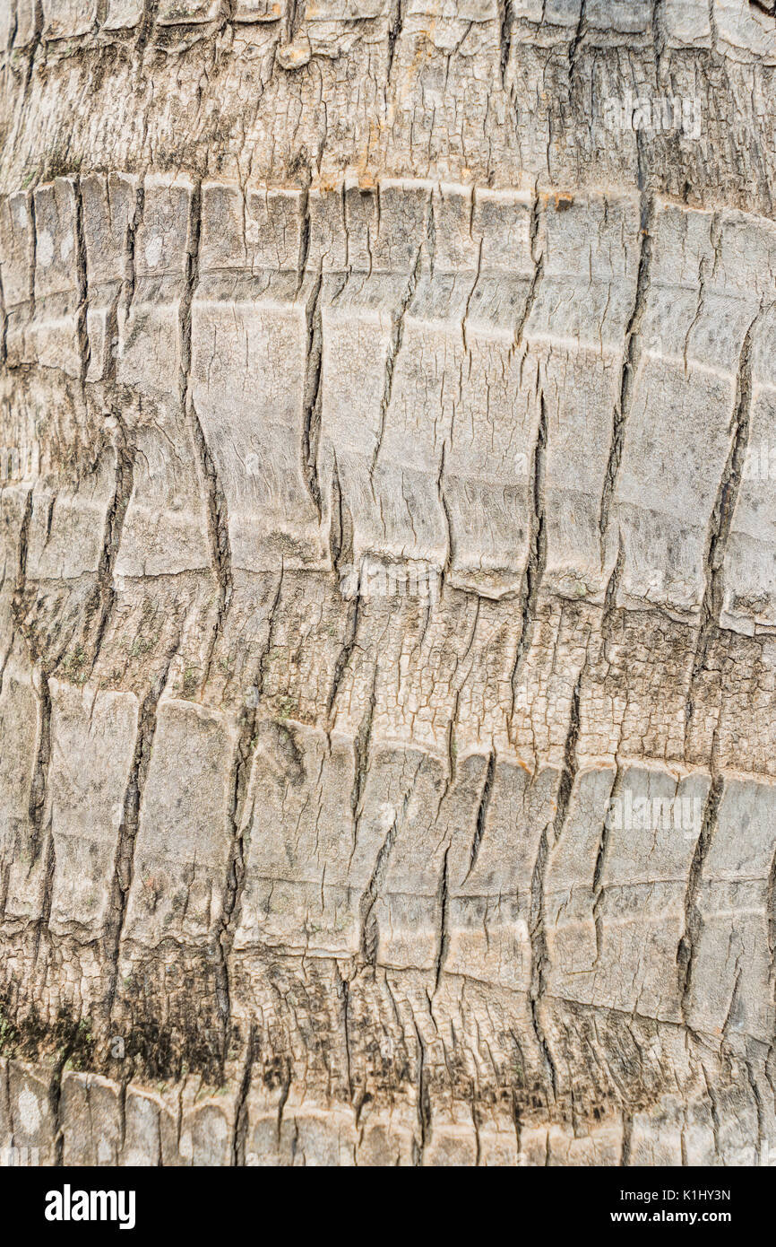 Coconut tree trunk texture background Stock Photo - Alamy