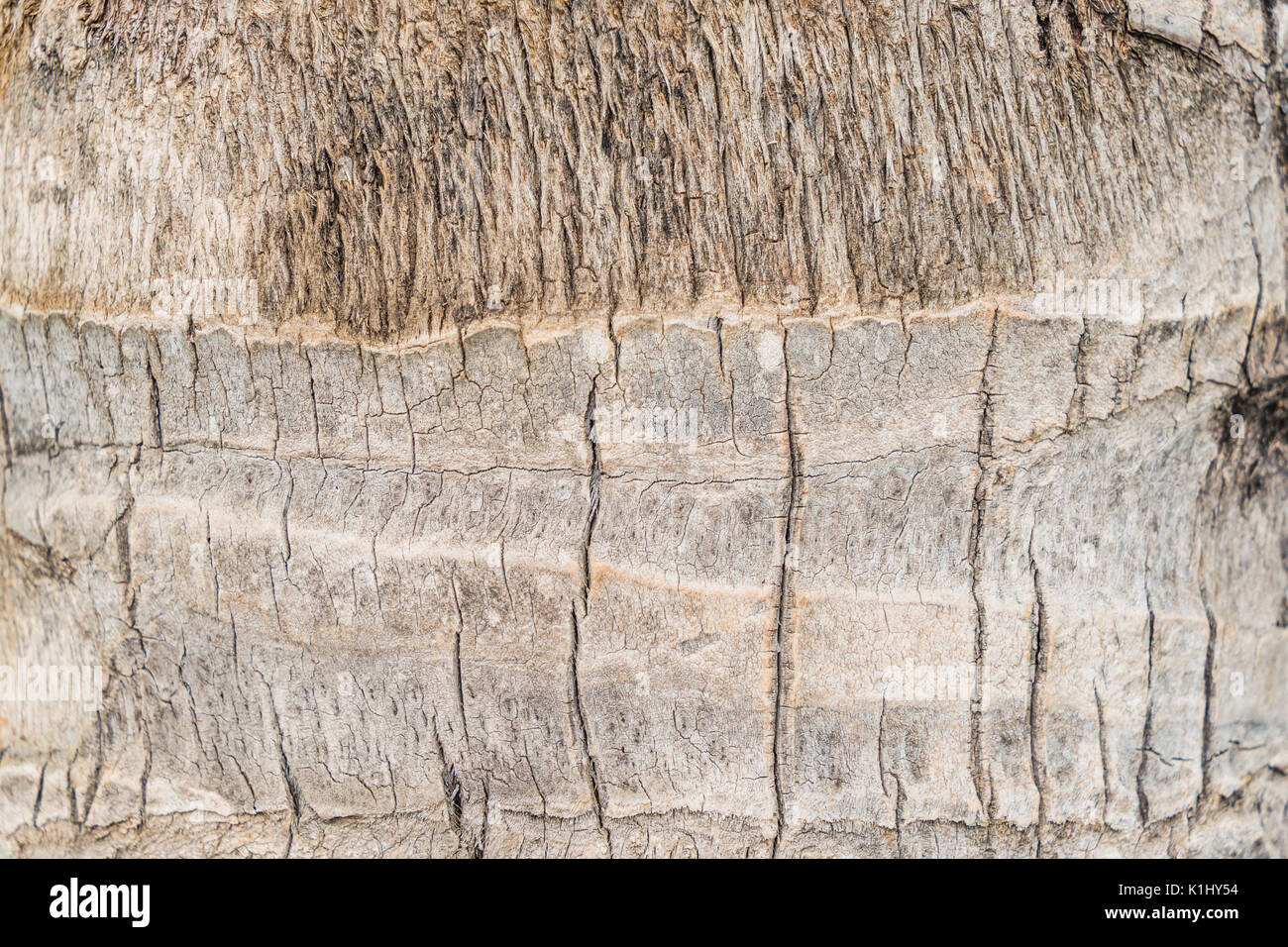 Coconut tree trunk texture background Stock Photo - Alamy
