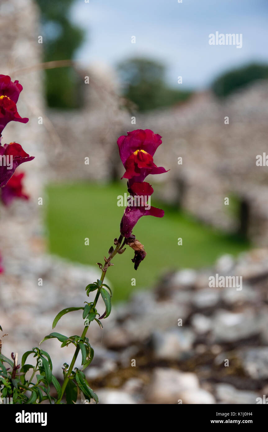 Red wild flower hi-res stock photography and images - Alamy