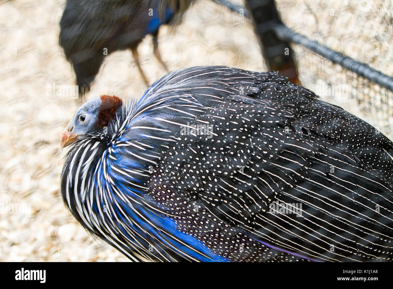 Portrait of the vulturine guineafowl (Acryllium vulturinum Stock Photo ...