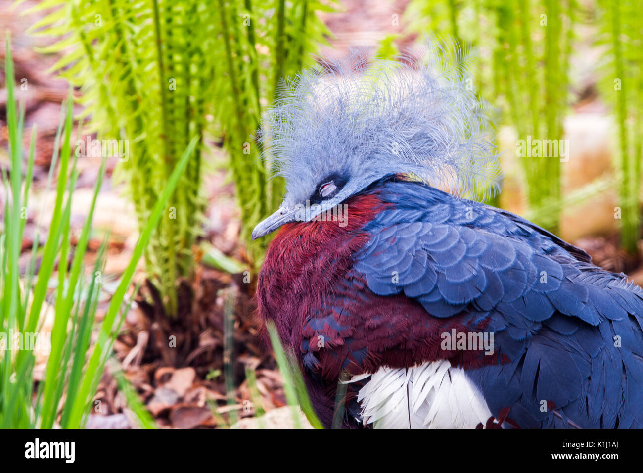 The southern crowned pigeon (Goura scheepmakeri) large, terrestrial ...