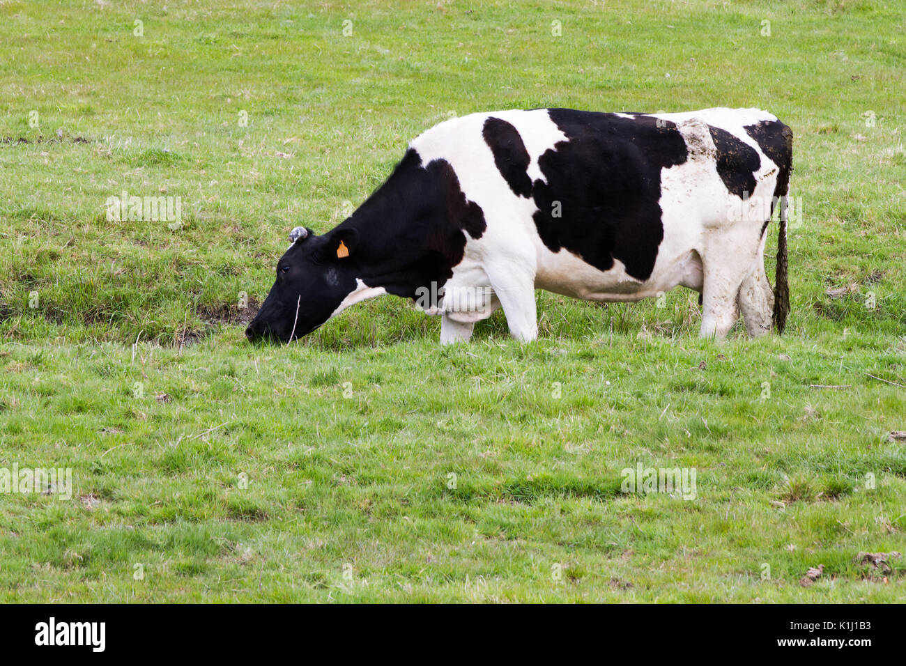 Black and white cow gazing the green grass Stock Photo - Alamy