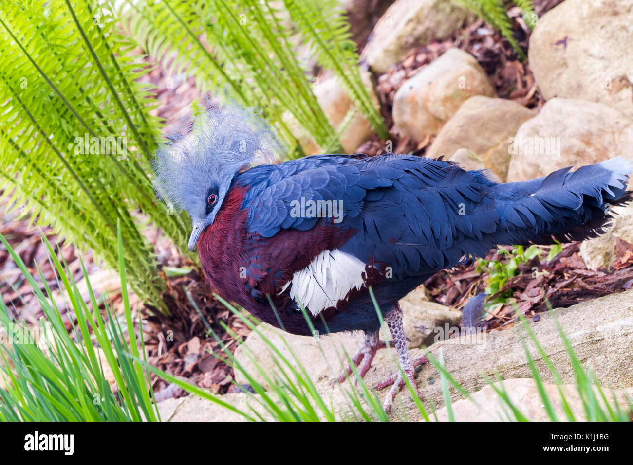 The southern crowned pigeon (Goura scheepmakeri) large, terrestrial ...