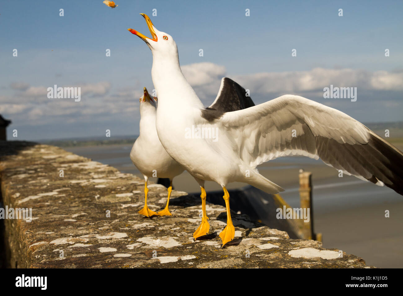 Gulls or seagulls are seabirds of the family Laridae in the suborder ...