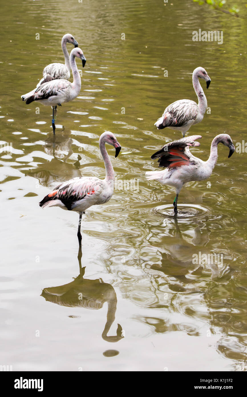 Salmon pink and white flamingo hi-res stock photography and images - Alamy