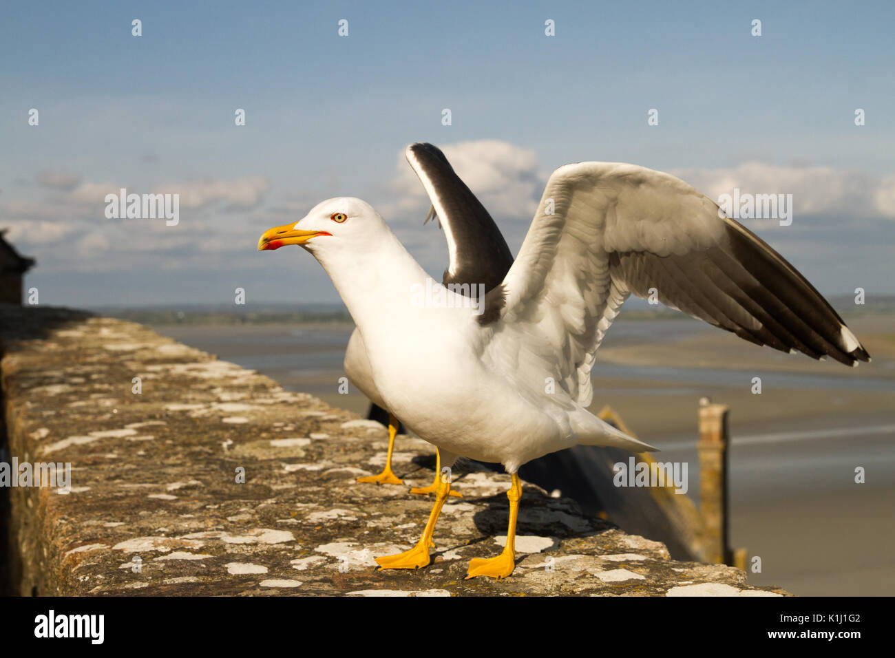 Gulls or seagulls are seabirds of the family Laridae in the suborder ...