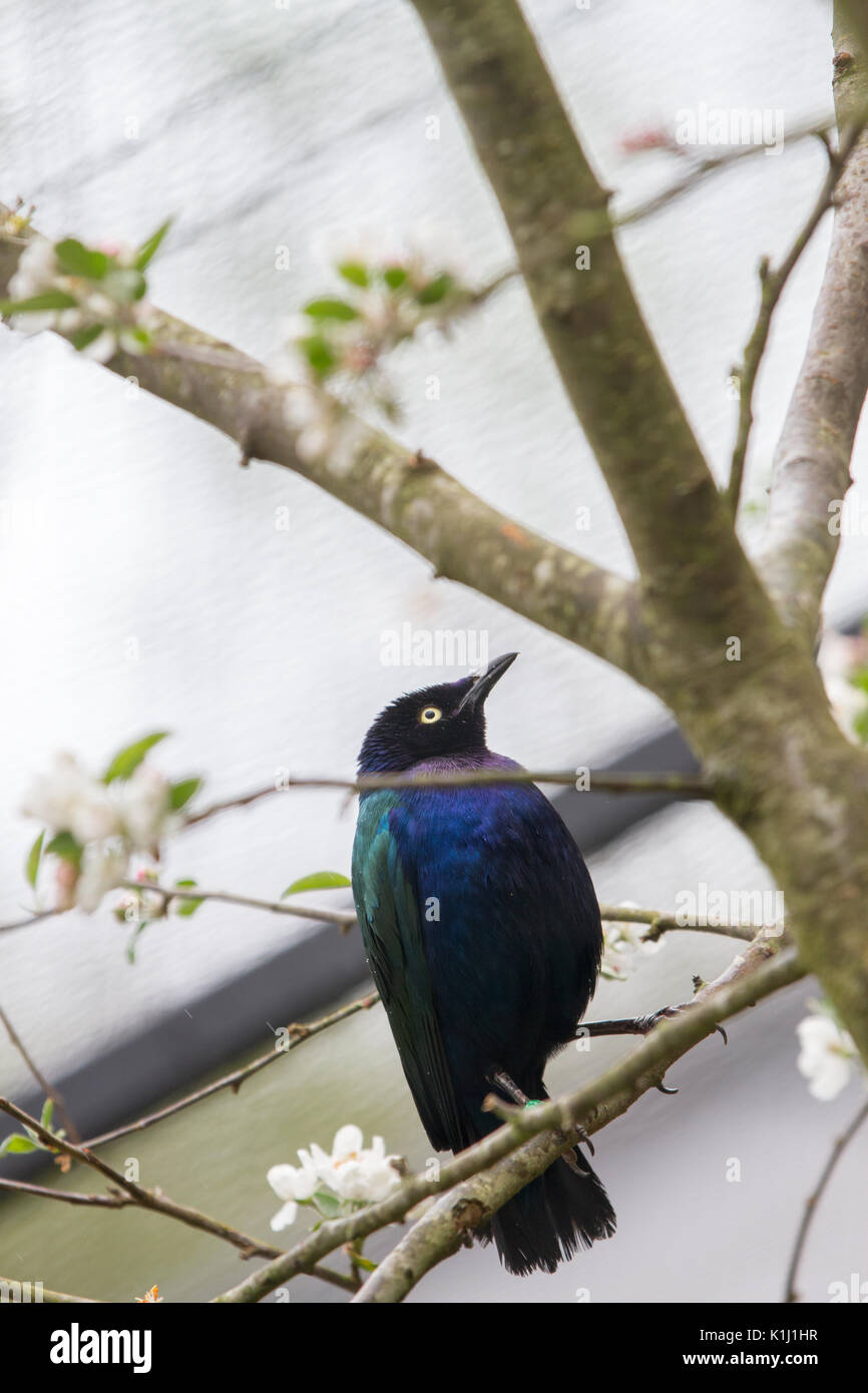 The purple starling (Lamprotornis purpureus), also known as the purple ...