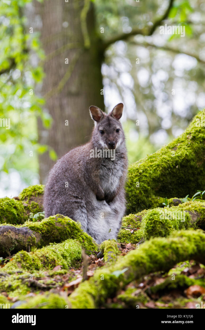 Kangaroo portrait in the wild Stock Photo - Alamy