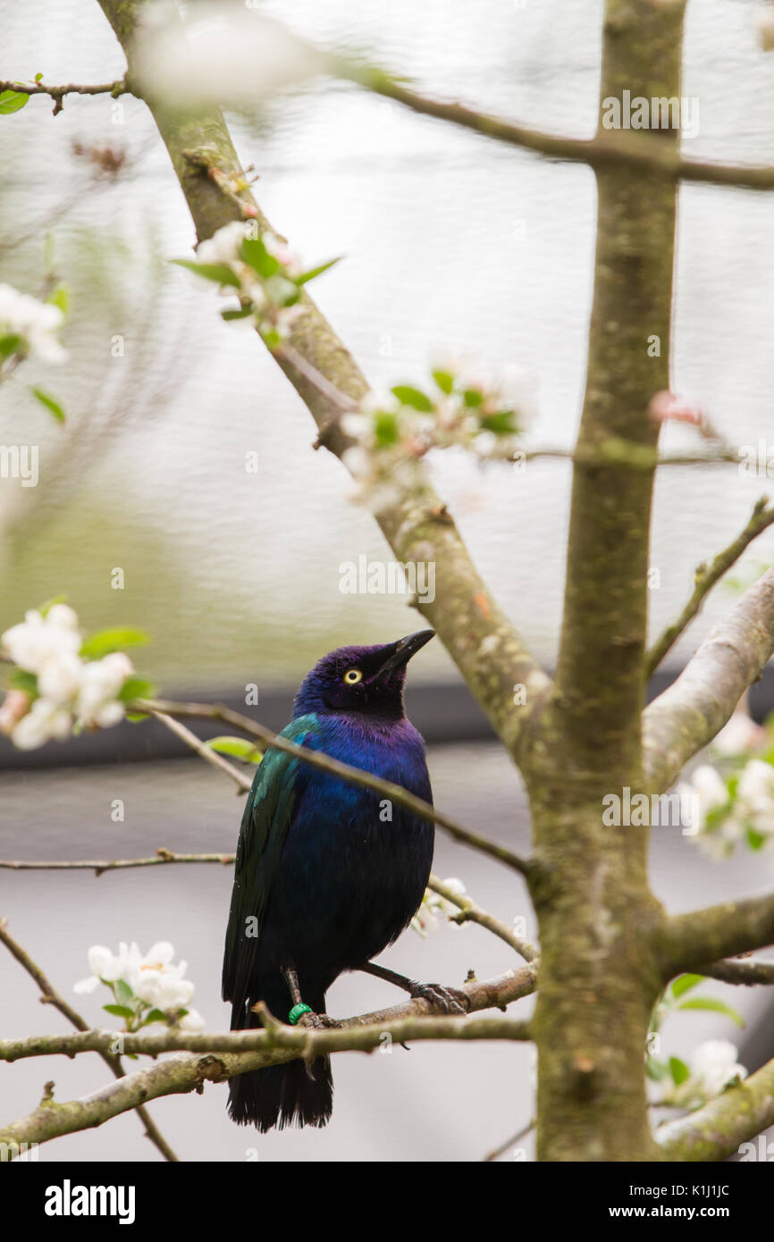The purple starling (Lamprotornis purpureus), also known as the purple ...