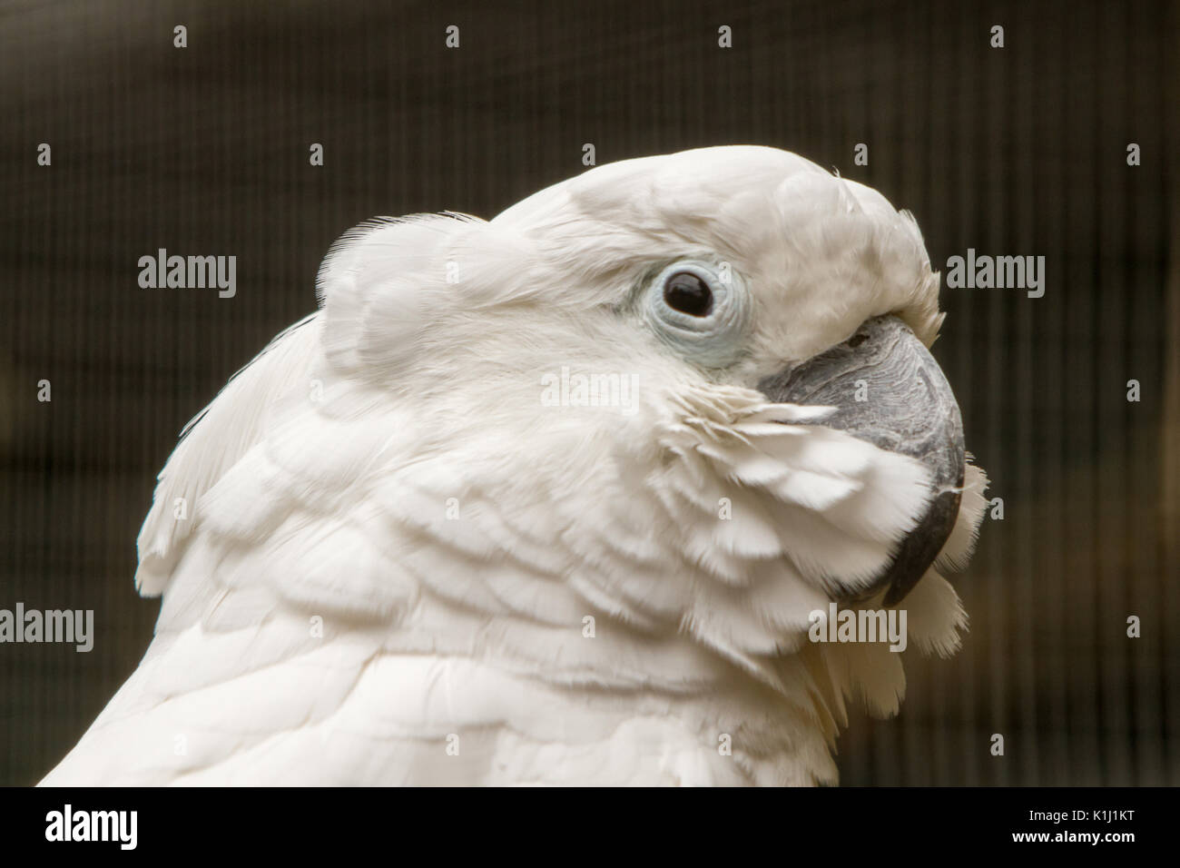 The white cockatoo Cacatua alba or umbrella cockatoo.When surprised ...