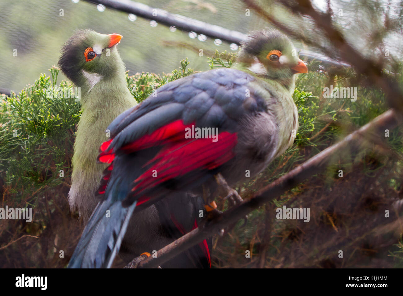 Portrait of subtropical Fischer's turaco (Tauraco fischeri), species of ...