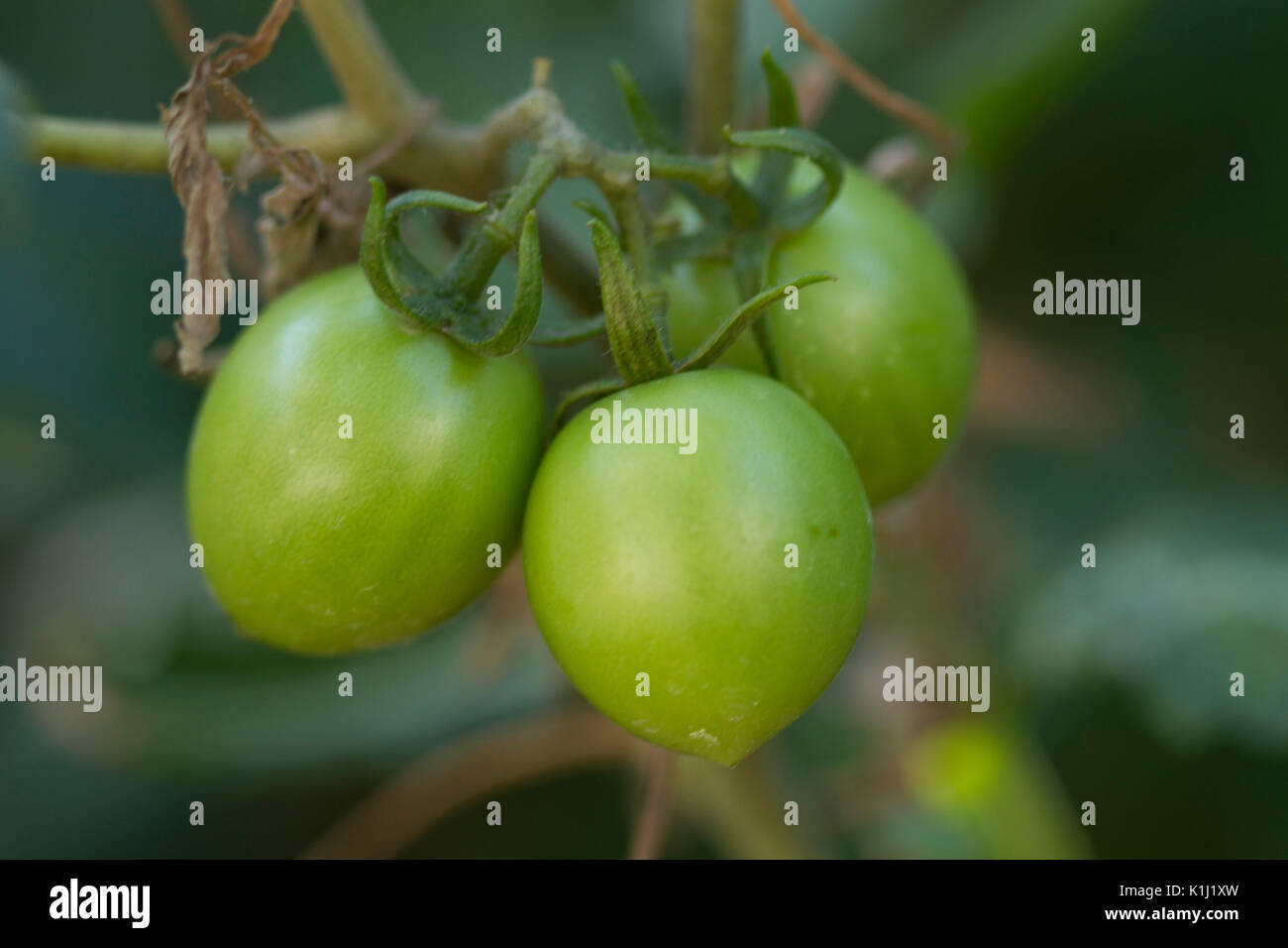 Tomato pure hi-res stock photography and images - Alamy