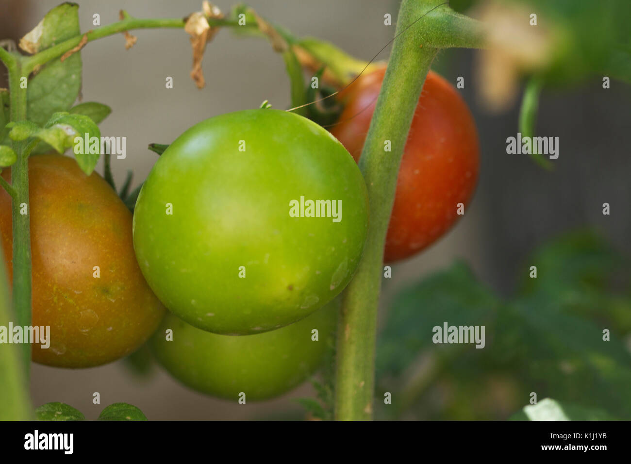 Tree tomato dish hi-res stock photography and images - Alamy