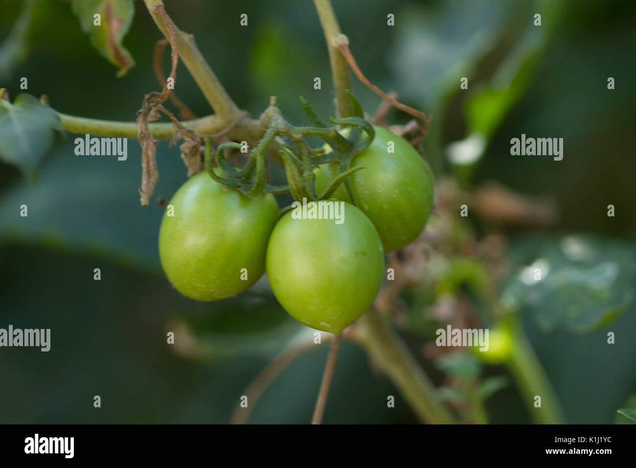 Red fresh tomato hi-res stock photography and images - Alamy