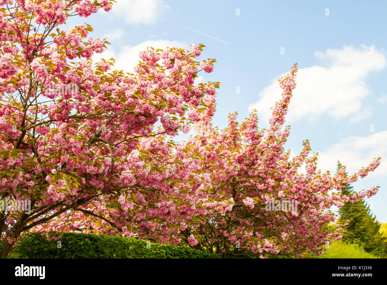 Cherry flowers in full blossom in spring in Normandy, France Stock ...