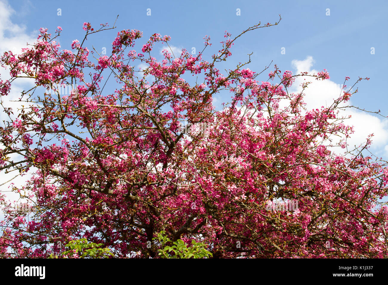 Trees in full blossom in spring in Normandy, France Stock Photo - Alamy