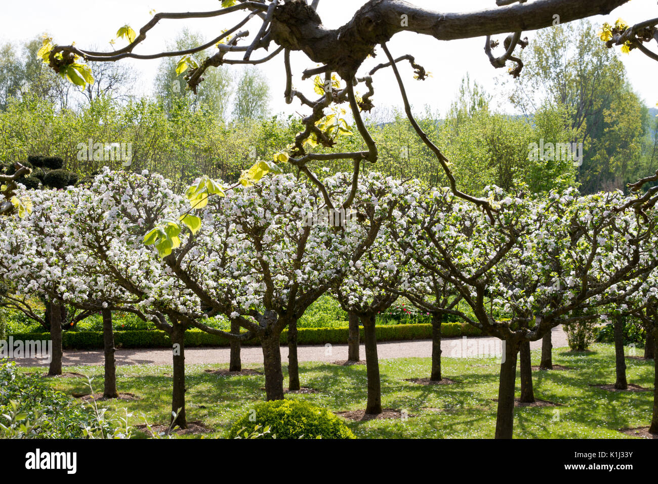 Trees in full white blossom in spring in Normandy, France Stock Photo ...