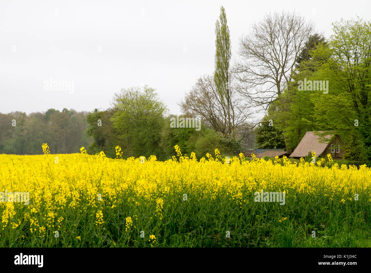 Bright-yellow fields of rapeseed (Brassica napus), also known as rape ...