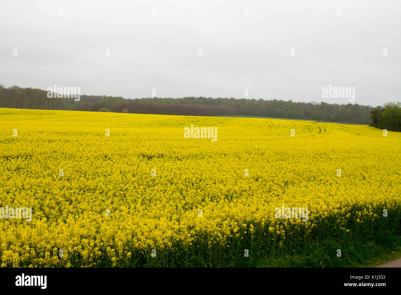Bright-yellow fields of rapeseed (Brassica napus), also known as rape ...