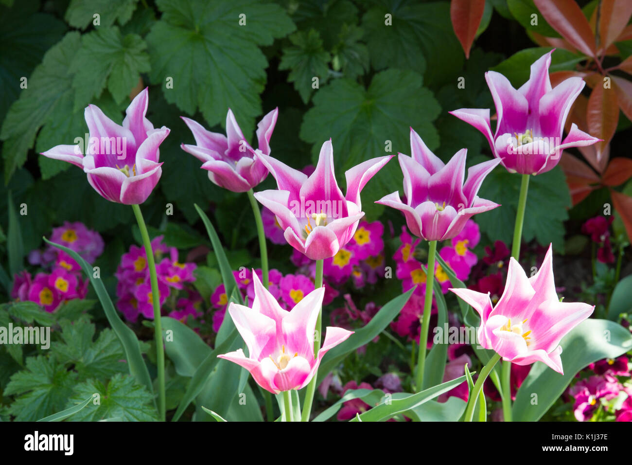 Close-up of pink and white tulips in spring in Normandy, France Stock ...