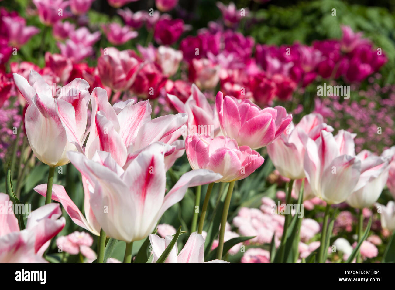 Close-up of pink and white tulips in spring in Normandy, France Stock ...