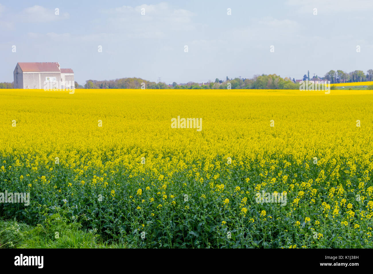 Bright-yellow fields of rapeseed (Brassica napus), also known as rape ...
