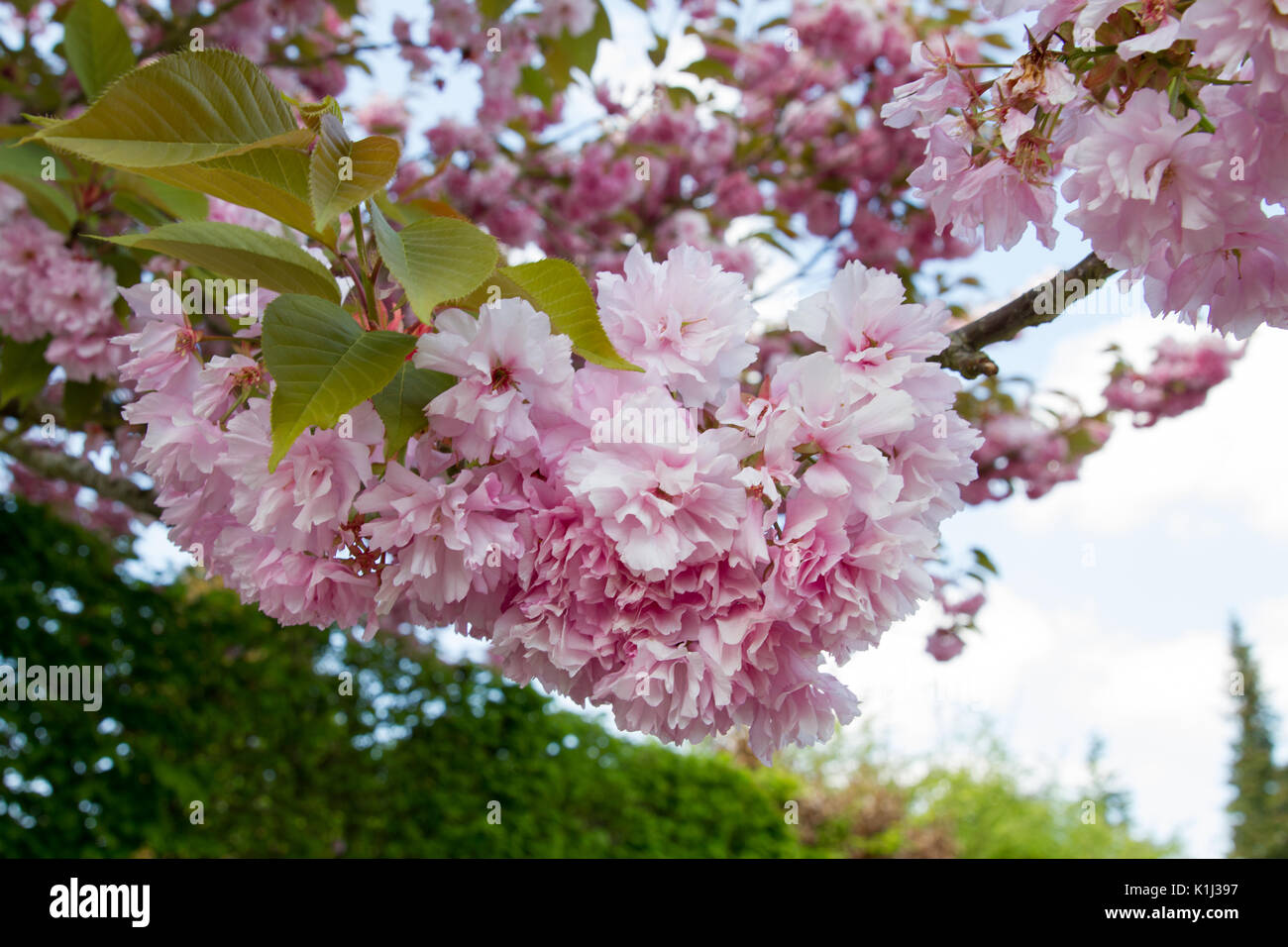 Cherry flowers in full blossom in spring in Normandy, France Stock ...