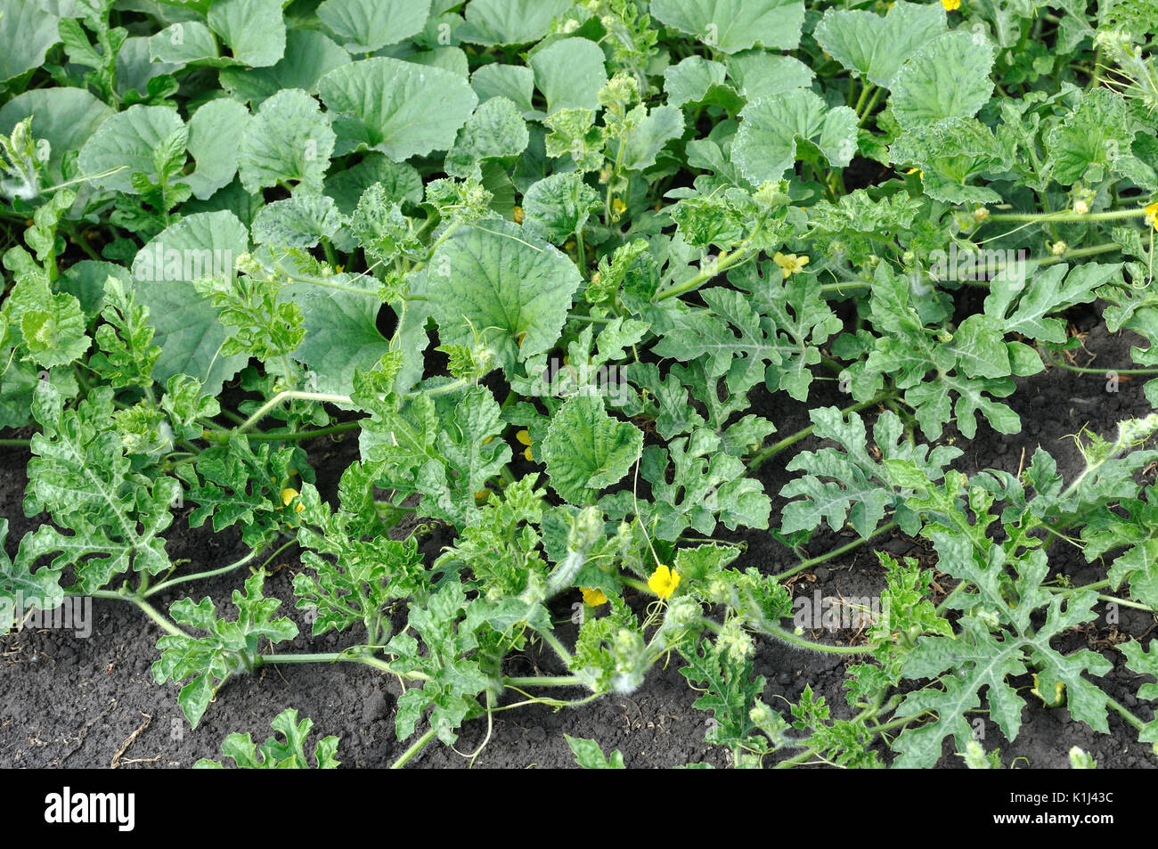 Watermelon Growing Process