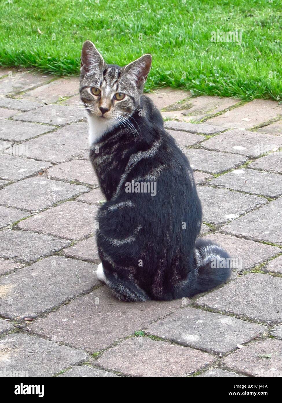 Tabby male kitten cat aged 6 months Stock Photo - Alamy
