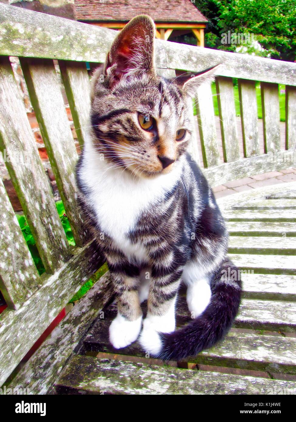 Tabby male kitten cat aged 6 months Stock Photo - Alamy