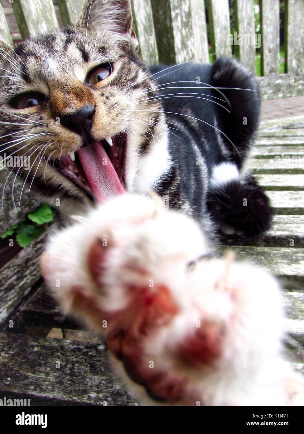 Tabby male kitten cat aged 6 months Stock Photo - Alamy