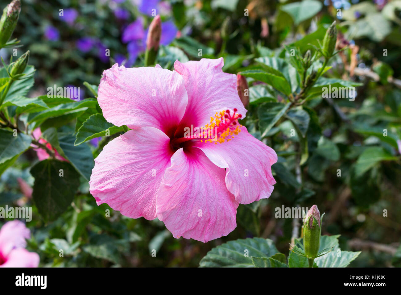 big pink hibiscus, rose of sharon flower blossom in ancient town of ...