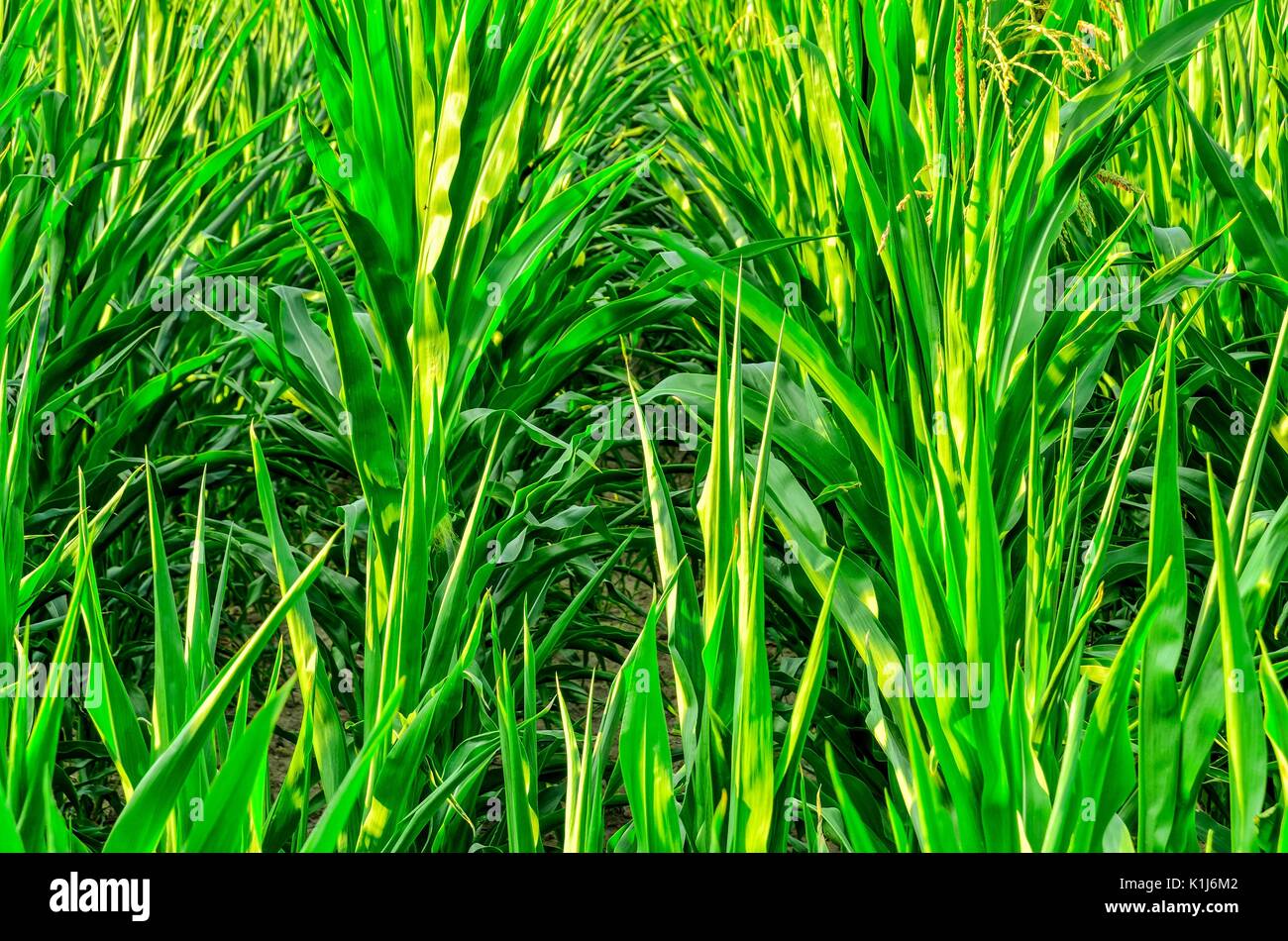 Natural green background. Close up of the green leaves of maize Stock ...