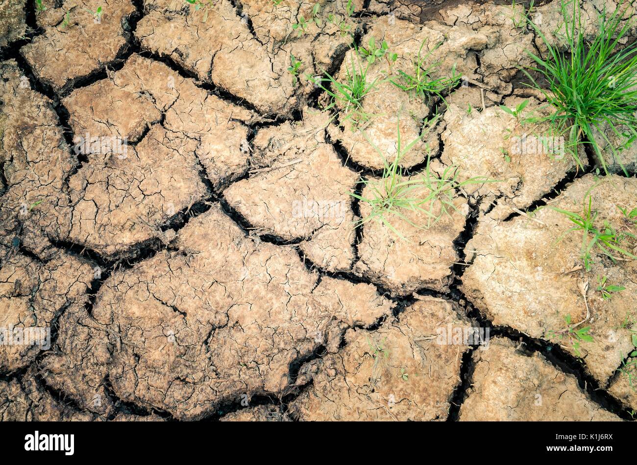 Natural ground background. Cracked and dried earth with grass Stock ...