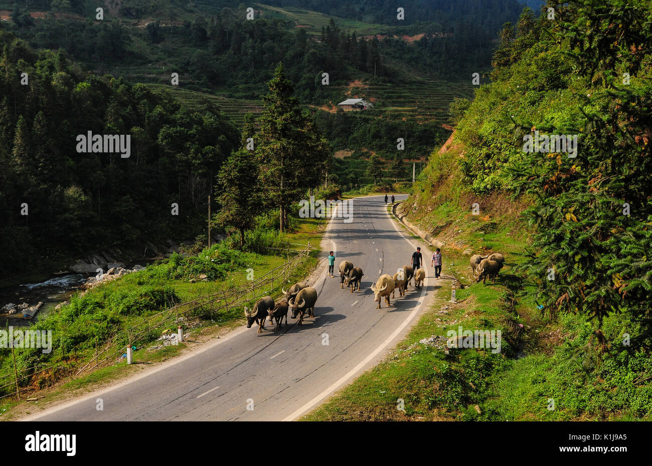 Children at rice cultivation in paddy field in cambodia hi-res stock ...