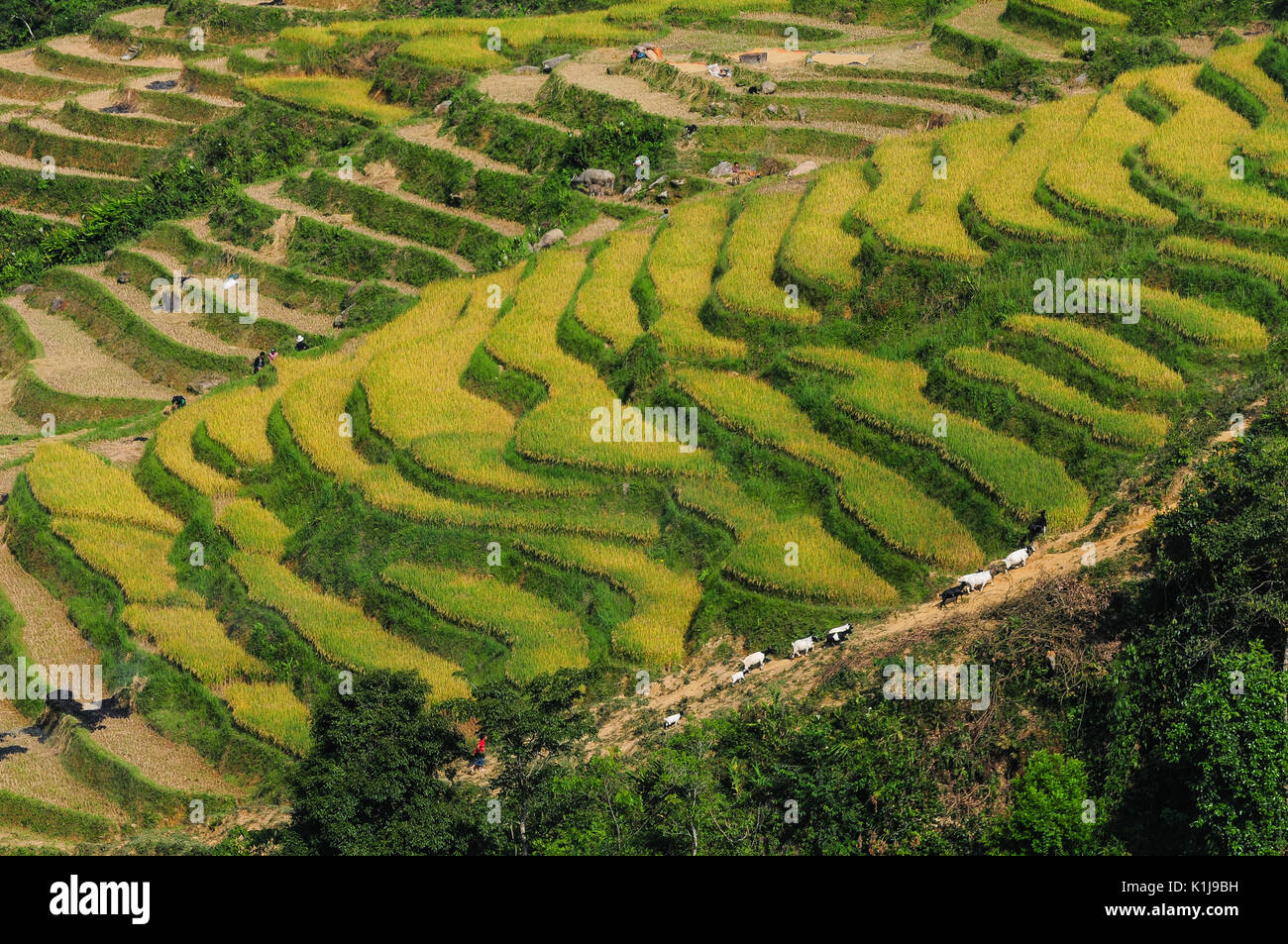 Terrace Farming Southeast Asia High Resolution Stock Photography and ...