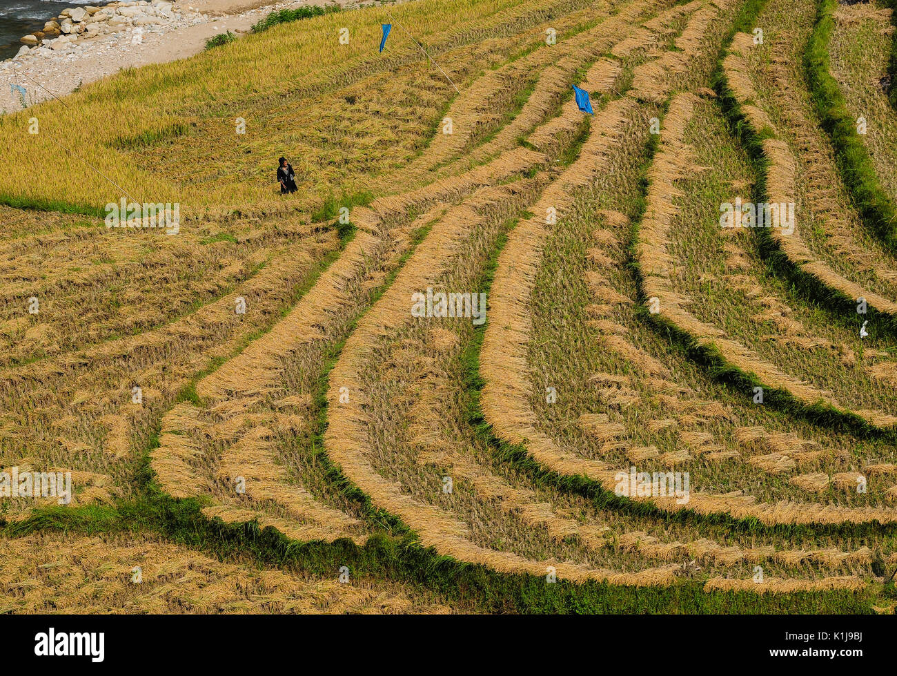 Sapa, Vietnam - Sep 21, 2013. A Hmong woman on terraced rice field with ...
