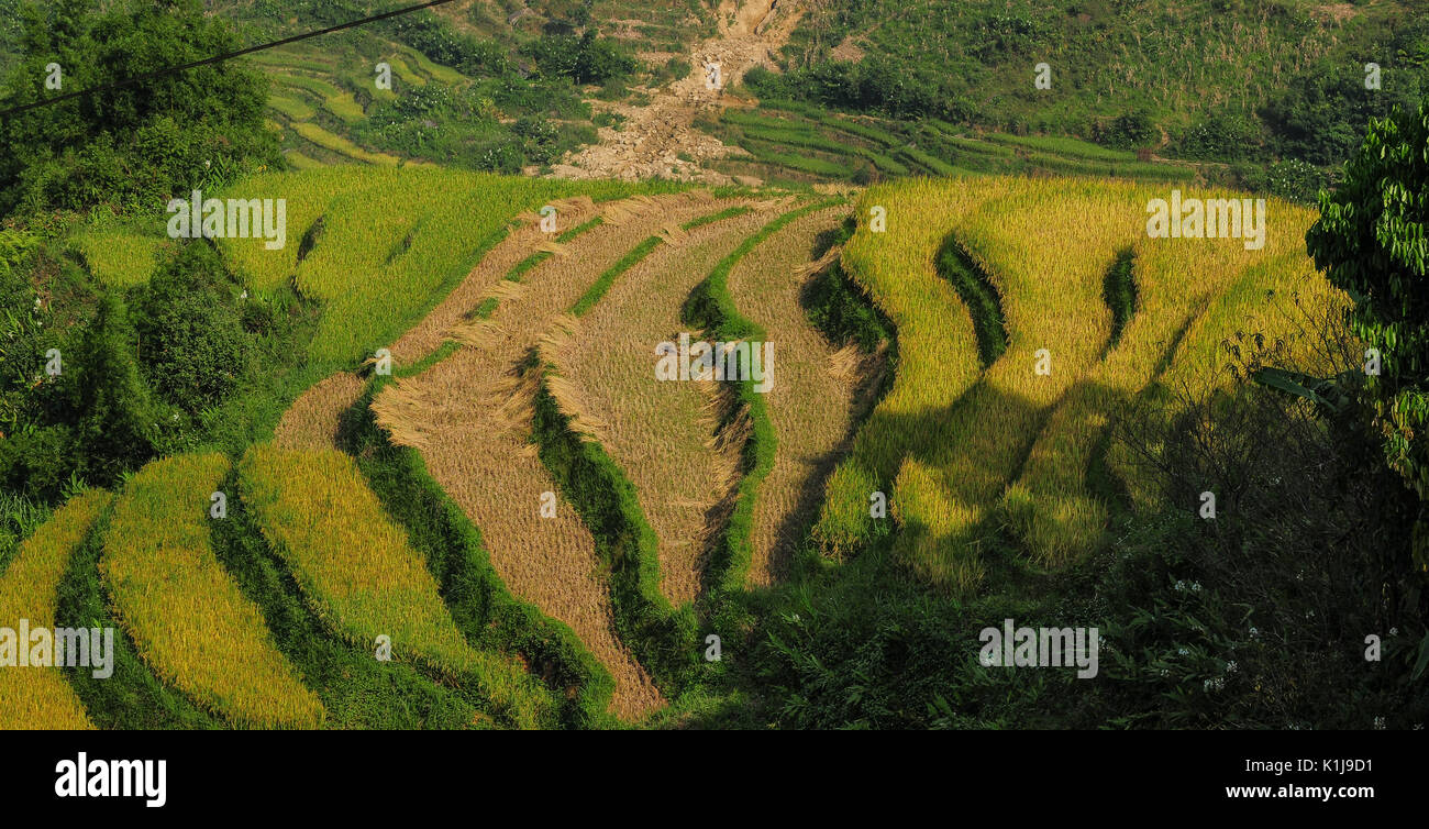 Terraced rice field in Sapa, Vietnam. Rice terraces are slopes claimed ...