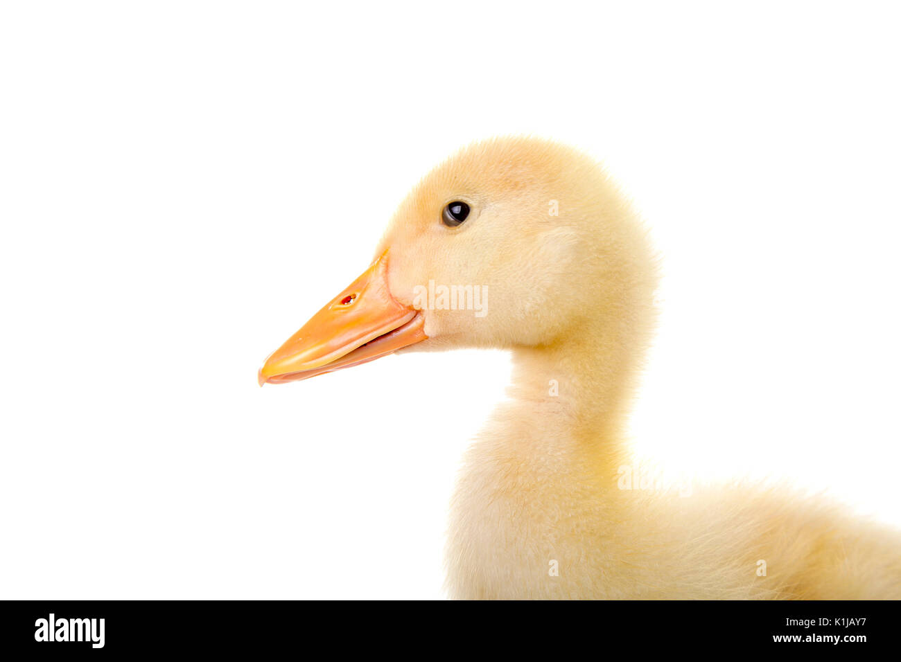 Cute baby duckling is posing to camera on isolated white background ...