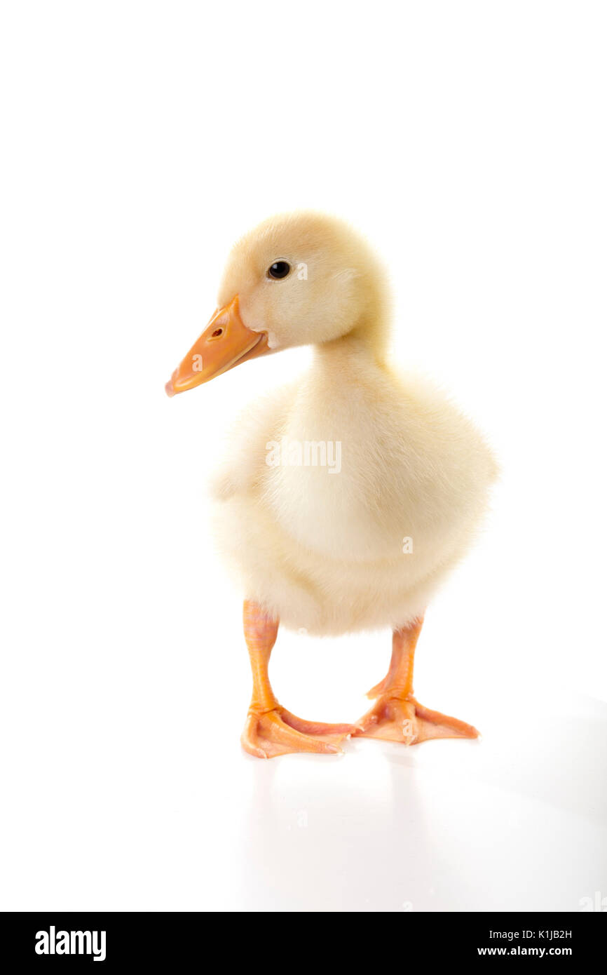 Cute baby duckling is posing to camera on isolated white background ...
