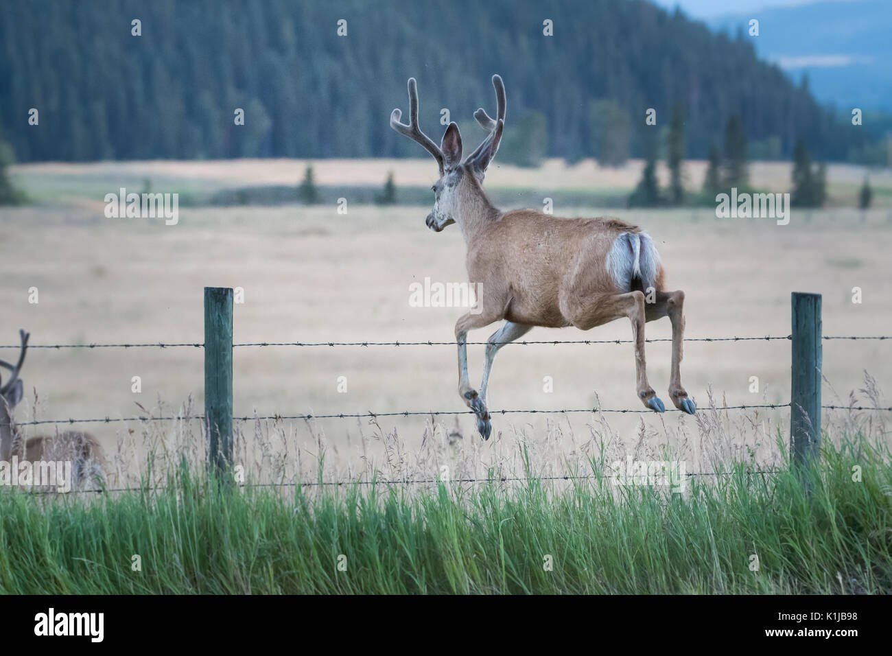Deer Fence Jumping High Resolution Stock Photography and Images - Alamy
