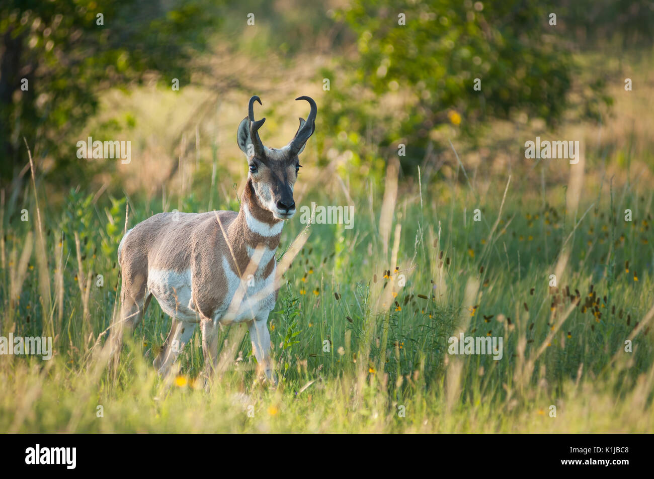 Pronghorn antelope alberta hi-res stock photography and images - Alamy