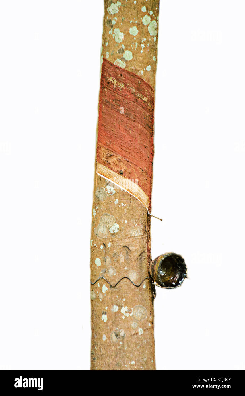 young rubber tree forest for rubber industry on white background Stock ...