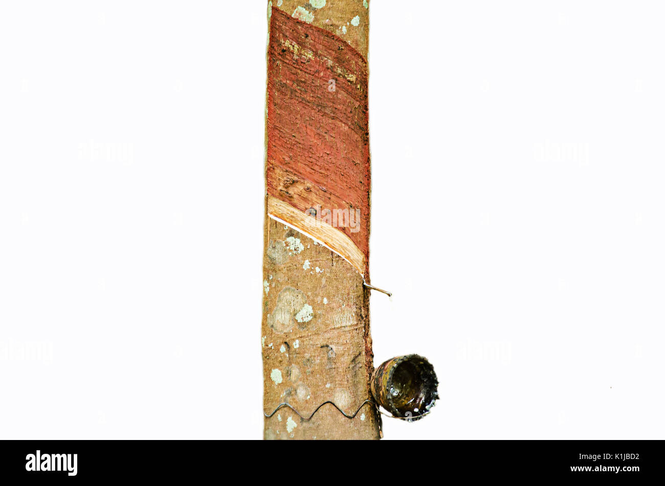 young rubber tree forest for rubber industry on white background Stock ...